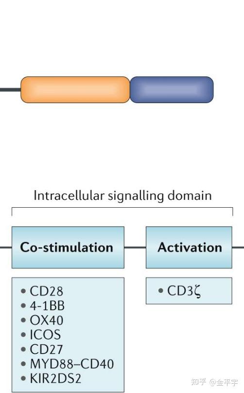 创新CAR-T疗法的工程策略【1】CAR结构设计 - 知乎