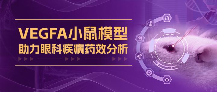 眼科新生血管疾病研究｜谁能拒绝这样表型稳定的VEGF小鼠呢？ - 知乎