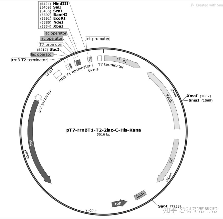 一文get毒性蛋白原核表达解决方案 - 知乎