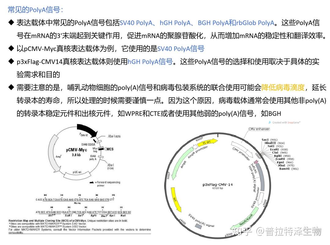 蛋白表达中常用的PolyA信号及其作用你了解吗？？ - 知乎