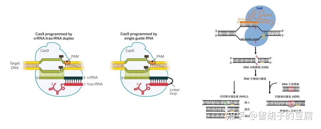 首款获批上市CRISPR基因编辑药物设计思路和难关攻克。 - 知乎