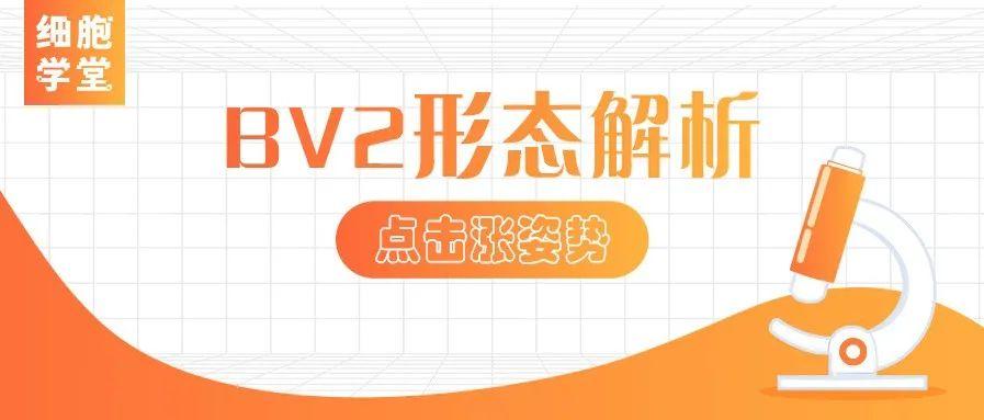 细胞学堂 | BV2细胞形态大变样，如何“力挽狂澜”？ - 知乎