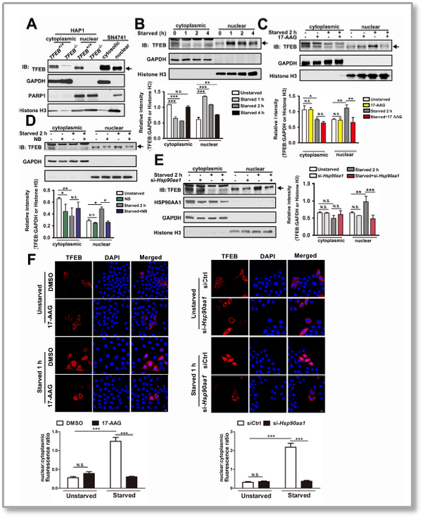 Autophagy︱杨倩课题组揭示转录因子TFEB入核调控新机制 - 知乎