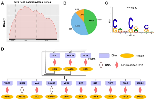 用户文章IF=14.9 1区：ac4C乙酰化调节人胚胎干细胞的自我更新 - 知乎