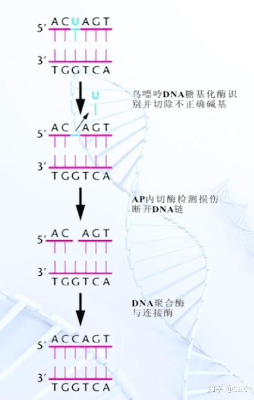 遗传学_5 基因突变的概念与意义 - 知乎