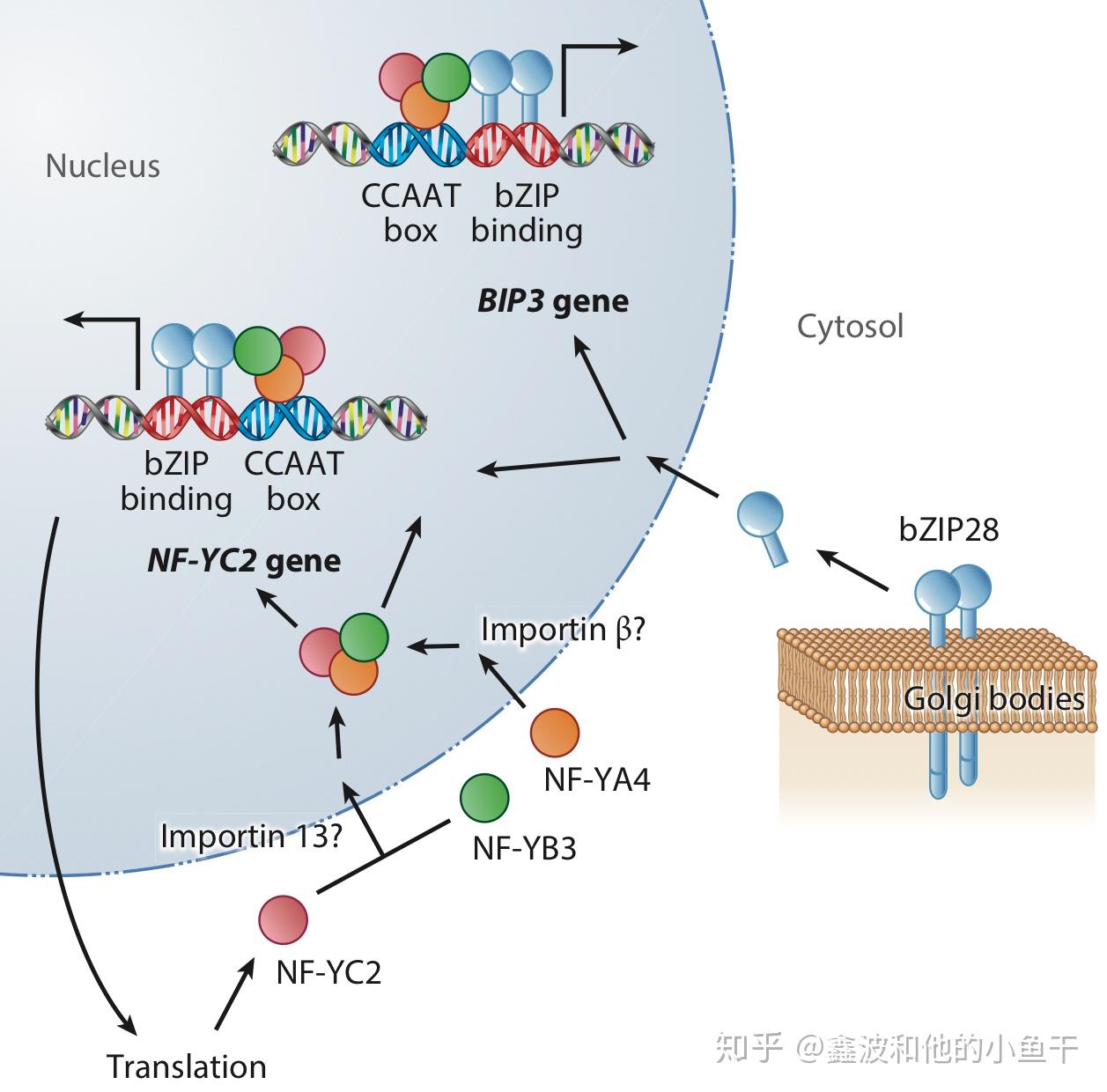 内质网胁迫与UPR响应 - 知乎