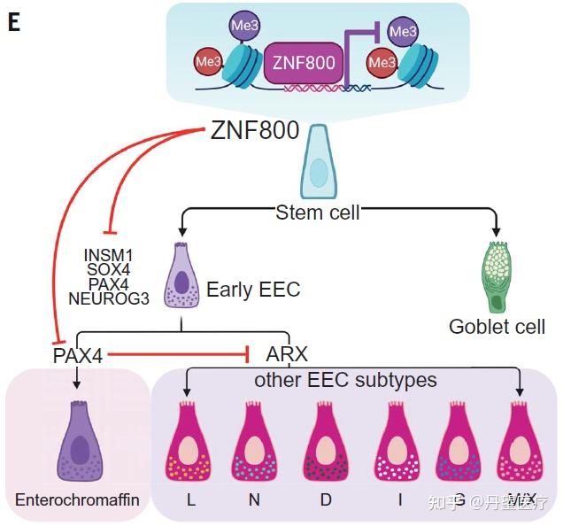 Hans Clevers最新成果 | 类器官&CRISPR揭秘人肠内分泌细胞的调控机制 - 知乎