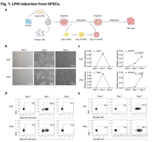Nature子刊 | 中科院新方法可大规模再生NK细胞，助力免疫治疗！ - 知乎