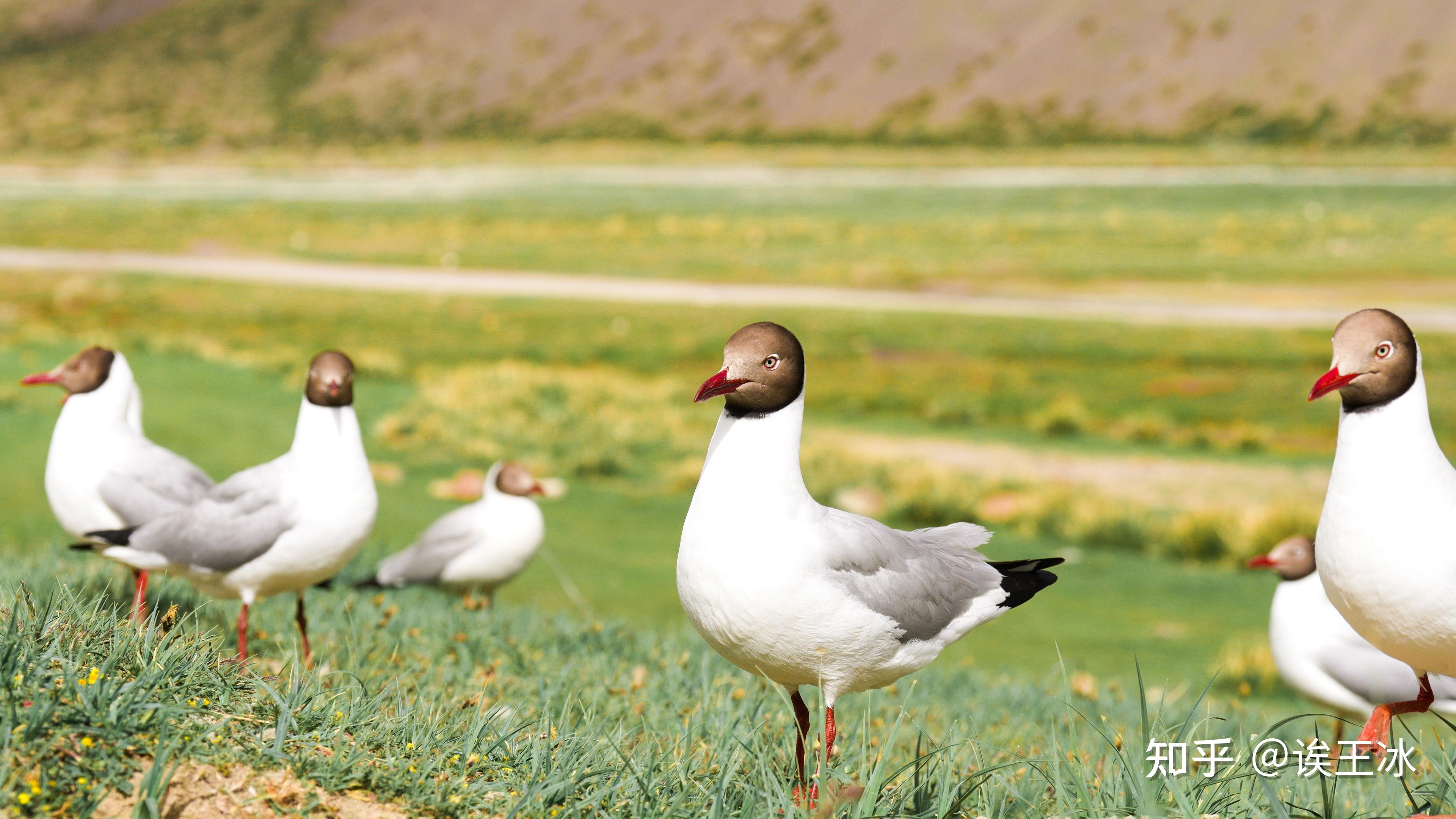 亲眼看到冈仁波齐，才知道何为万水之山「冈仁波齐」 - 知乎