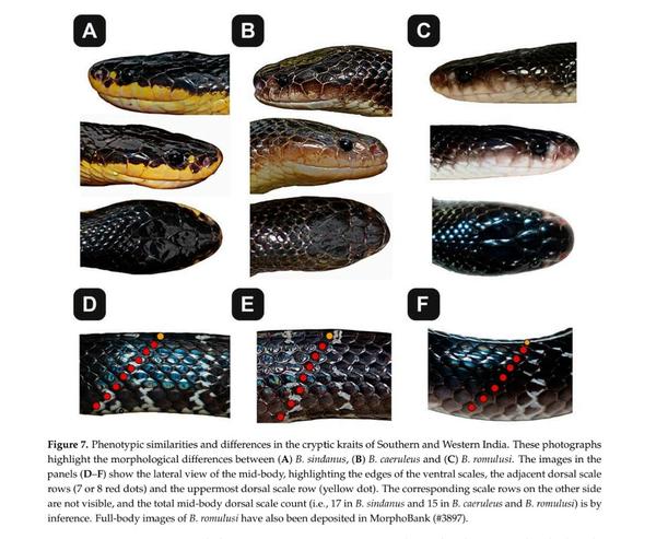 献给钟爱的Bungarus环蛇属（Krait) - 知乎