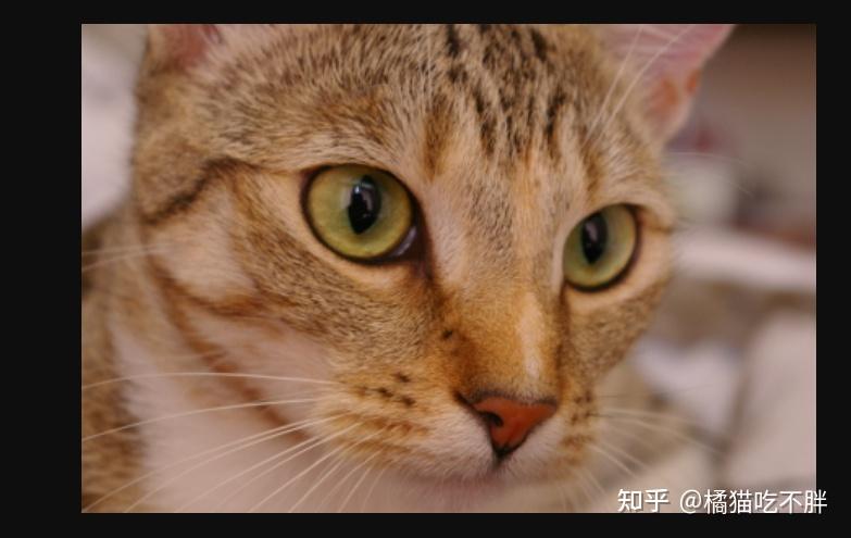 imageio使用介绍 - 知乎