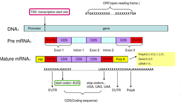 分子生物学整理|基因和DNA笔记（一） - 知乎