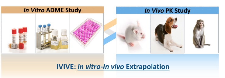IVIVE代谢预测模型助力药物研发：如何利用体外药物代谢数据推导其体内的代谢清除特征 - 知乎