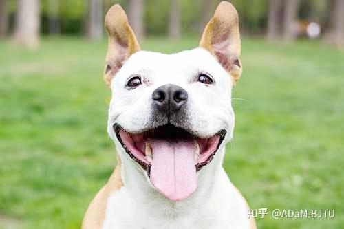 Albumentation文档 - 知乎