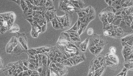 MODE-K小鼠小肠上皮细胞的培养方法与注意事项！ - 知乎