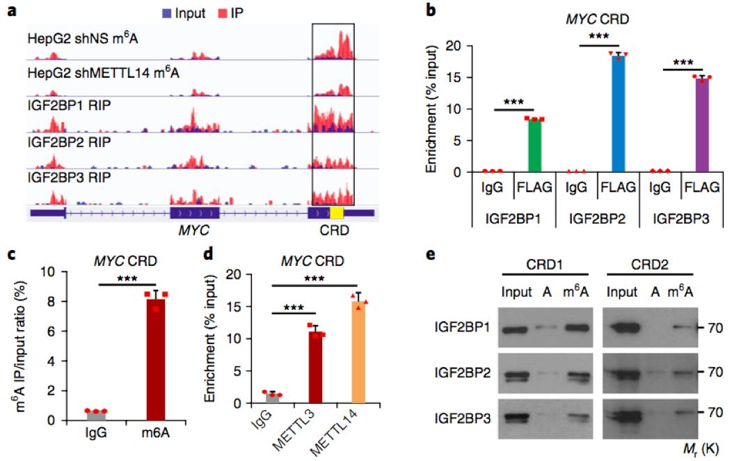 NCB: 一种新的m6A阅读器！可促进mRNA翻译和稳定性 - 知乎