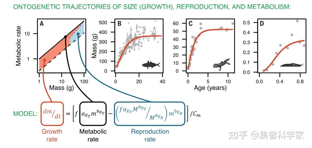 Science:统一生物异速生长的规模法则新理论 知乎