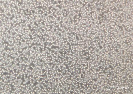 THP-1细胞培养攻略 - 知乎