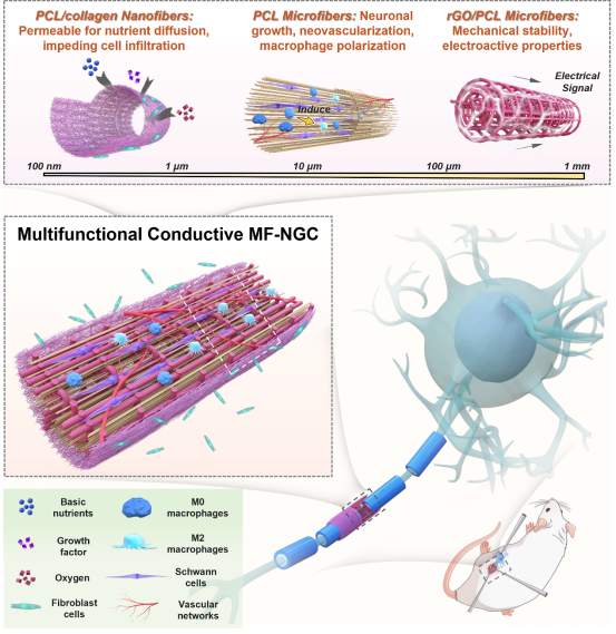 清华大学孙伟课题组《Adv. Sci.》：研发3D打印导电多尺度纤维支架，加速外周神经损伤修复！ - 知乎
