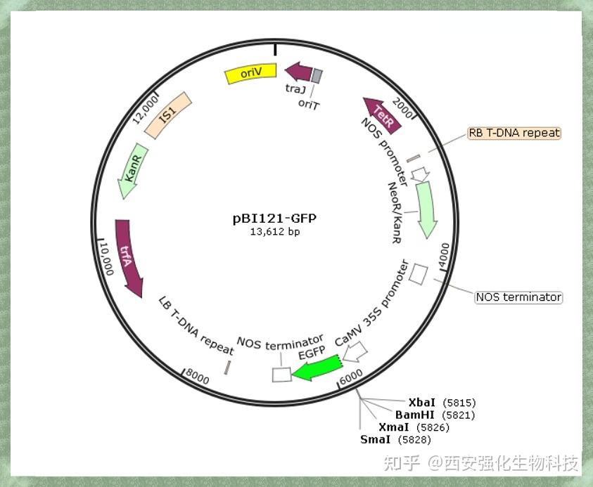 pBI121-EGFP Plant Expression Vector的简单介绍和应用领域【快速了解】 - 知乎
