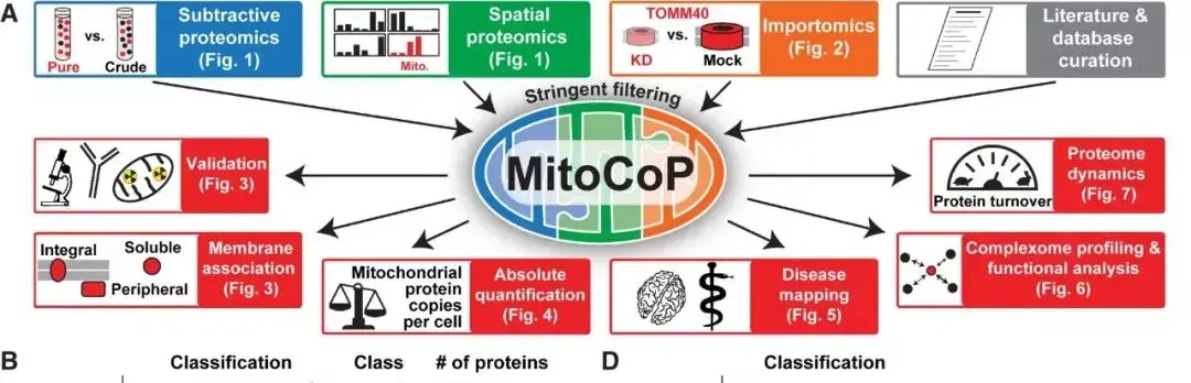 Cell Metab | 多维定位人类高信度线粒体蛋白组MitoCoP及其动力学研究 - 知乎