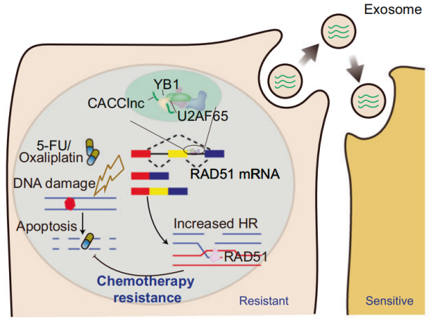 国自然热点 | LncRNA在基因表达调控中的分子机制 - 知乎