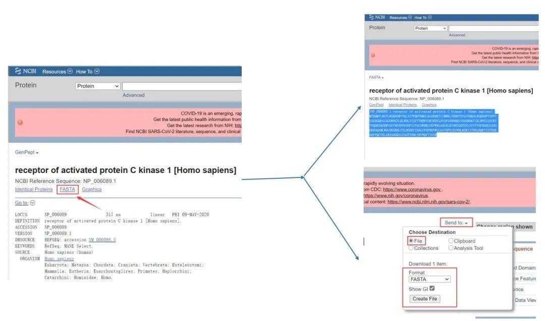 SnapGene Viewer软件序列可视化操作 - 知乎