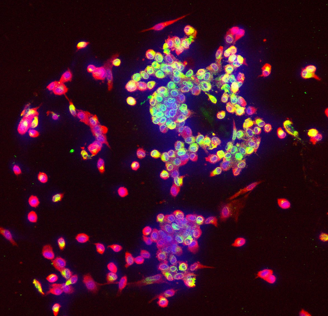 染料cy7-cooh花菁染料CY7标记羧酸-近红外菁染料 Cy7，花氰染料CY7;磺基-CY7 羧酸Cyanine7-COOH细胞膜标记 - 知乎