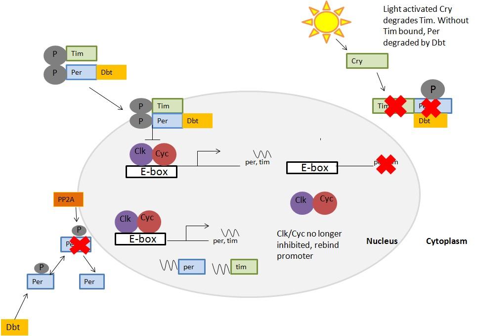 22:00 ~ 6:00 睡眠比 2:00 ~ 10:00 更健康吗？ - 知乎
