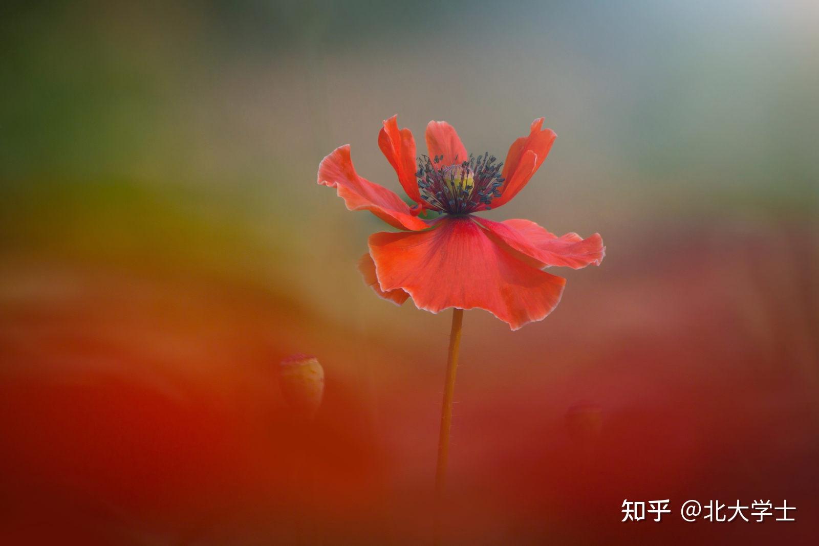 鲜花摄影6666666666666666 - 知乎