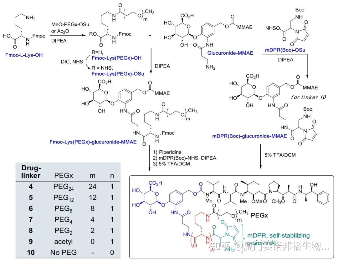 PEG Linker：促进ADC药物靶向治疗的关键连接剂 - 知乎