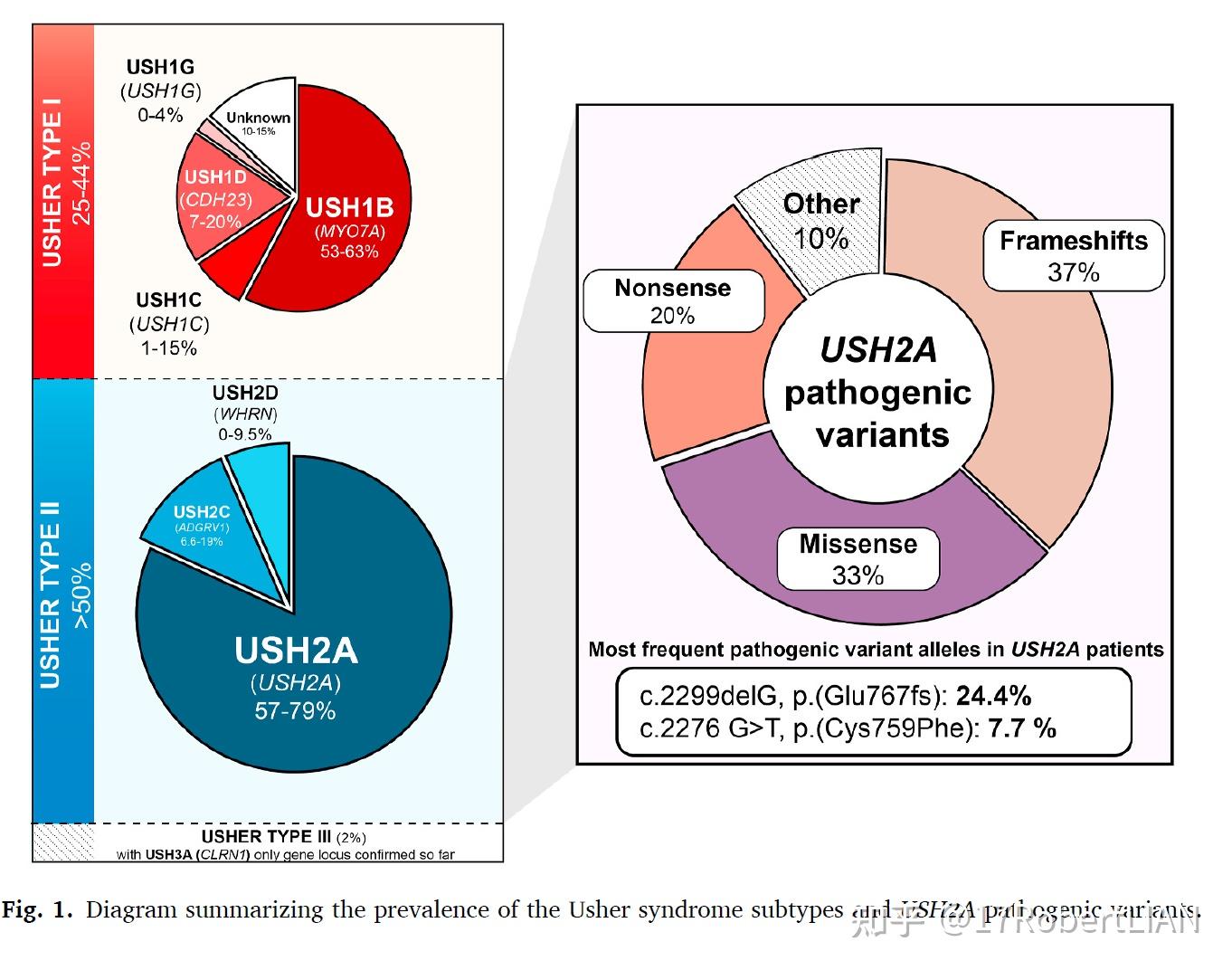 USH2A———二型USHER综合症患者指南 - 知乎