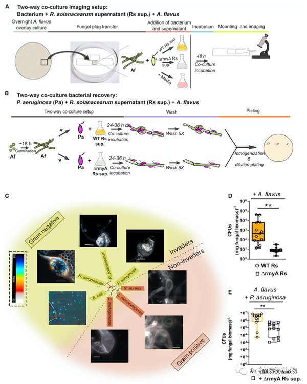 Current biology | 研究揭示细菌如何从真菌“顺风车”中获益！ - 知乎