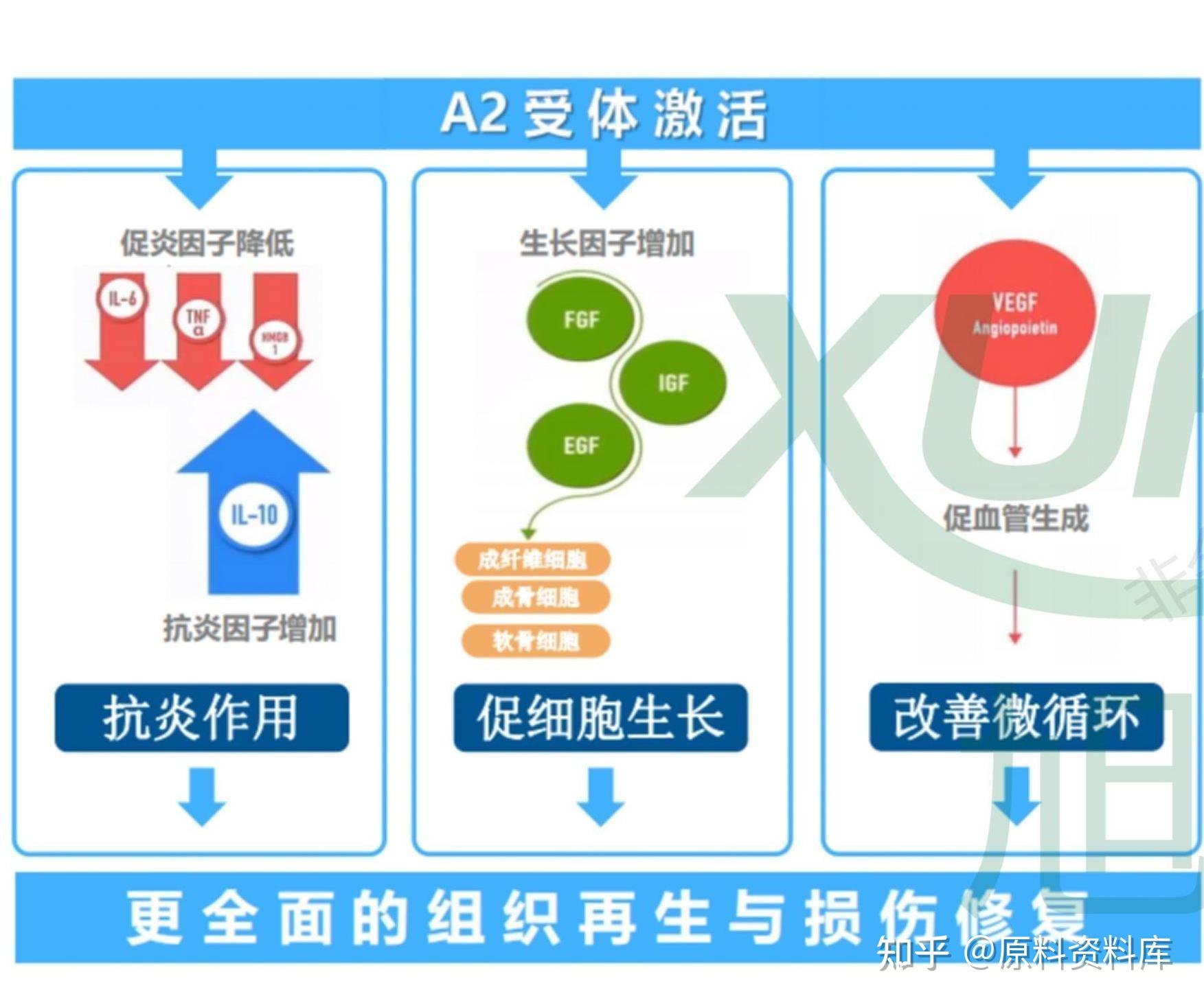 多聚脱氧核糖核苷酸【DNA钠】 - 知乎