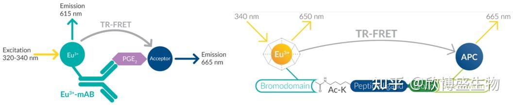 Cayman Chemical｜ TR-FRET 分析试剂盒 - 知乎