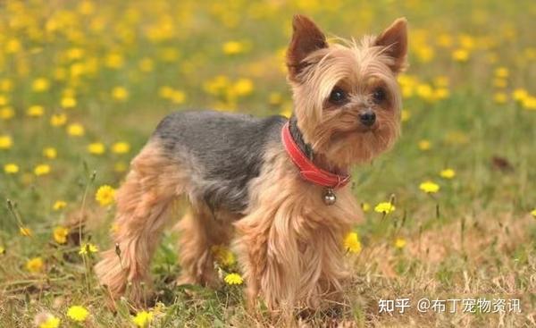 2021全球最可爱的十种小型犬，排名不分先后 - 知乎