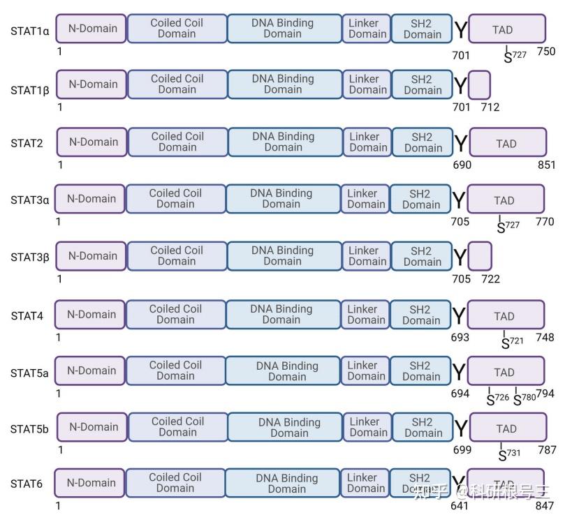JAK-STAT信号通路全面梳理：信号传导、激活与调控、主要基因、信号串扰 - 知乎