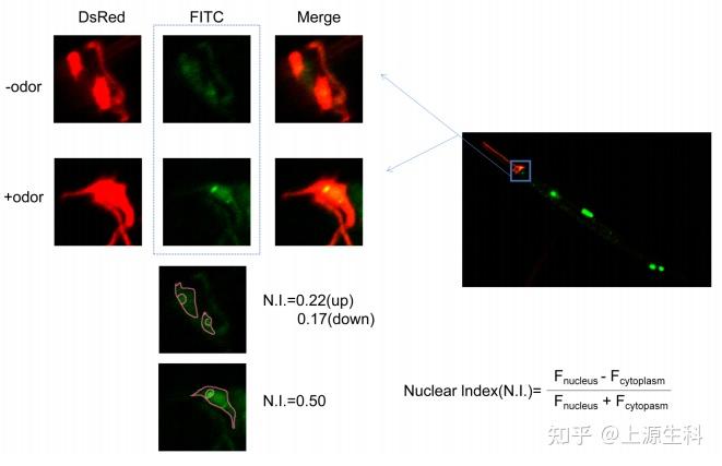 【实验技术/应用案例】麻醉剂认知损伤实证：基于秀丽线虫模型的rgs-3基因调控新发现 - 知乎