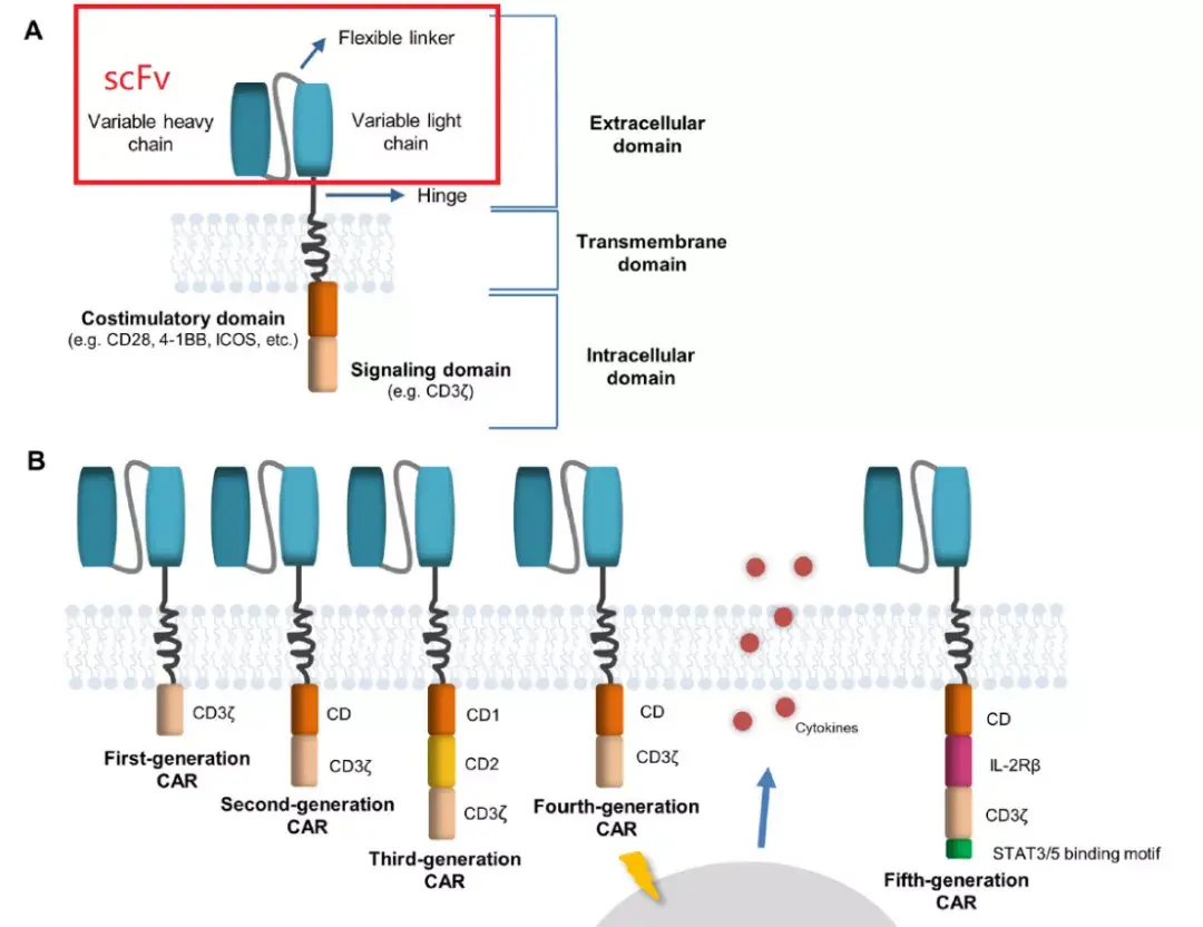 ScFv结构域对CAR-T功能和毒性的影响 - 知乎
