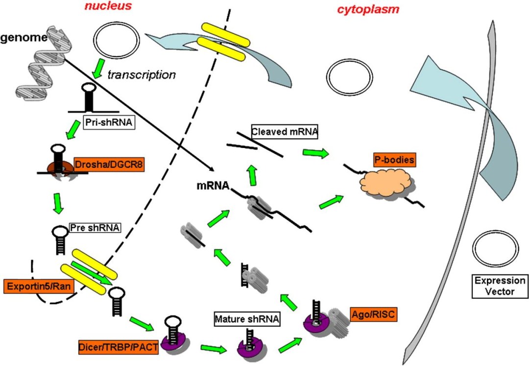 siRNA、shRNA和miRNA，还在傻傻分不清？ | 新药网