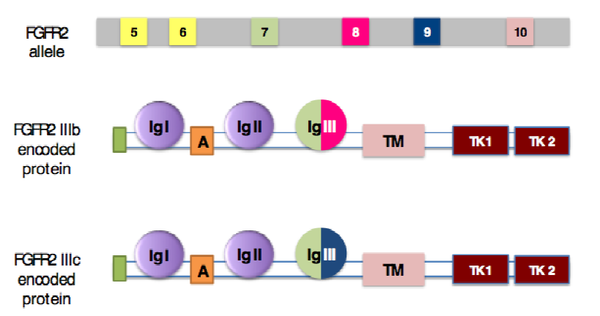 FGFR: 生长因子受体肿瘤靶向新方向差异化免疫（二） - 知乎