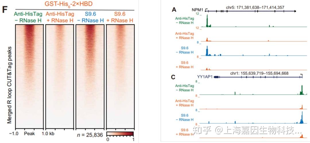 R-loop CUT&Tag 系列文章之四-R-loop CUT&Tag技术原理和技术对比 - 知乎