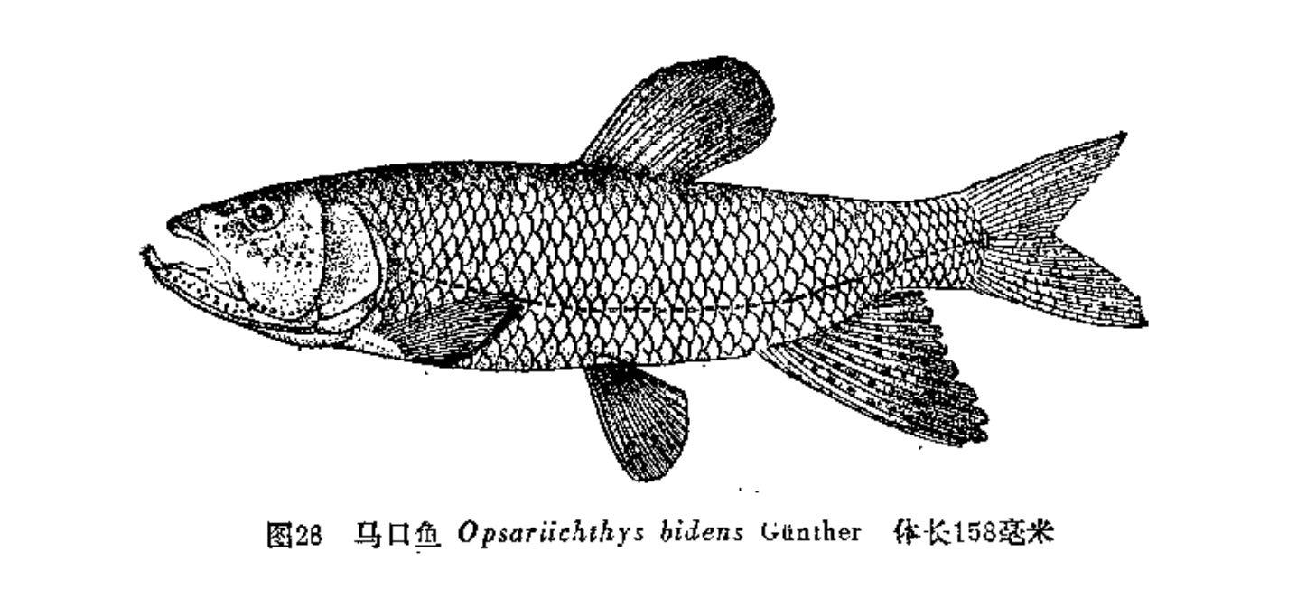 中国原生鱼：北京的鱼类 - 知乎
