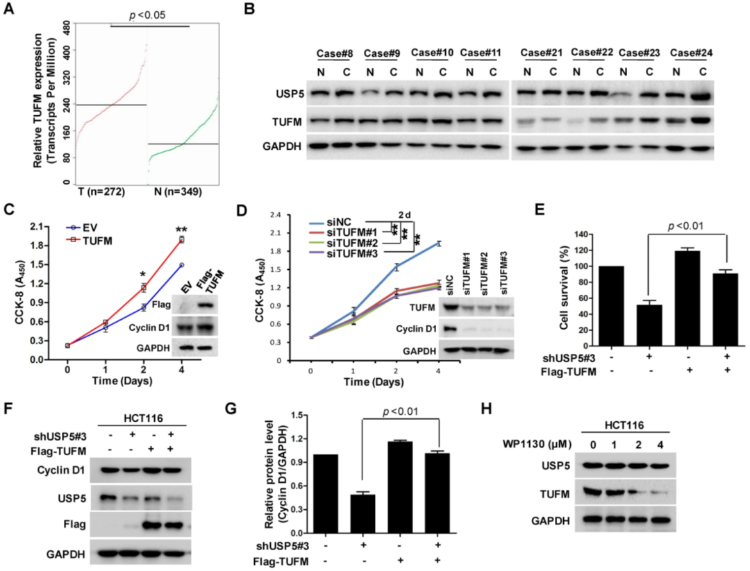 泛素特异性肽酶5通过稳定Tu翻译延伸因子调节结直肠癌细胞生长 - 知乎