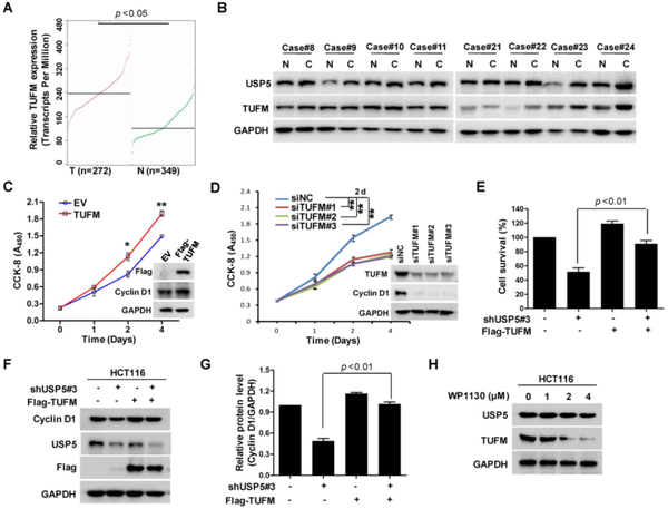 泛素特异性肽酶5通过稳定Tu翻译延伸因子调节结直肠癌细胞生长 - 知乎
