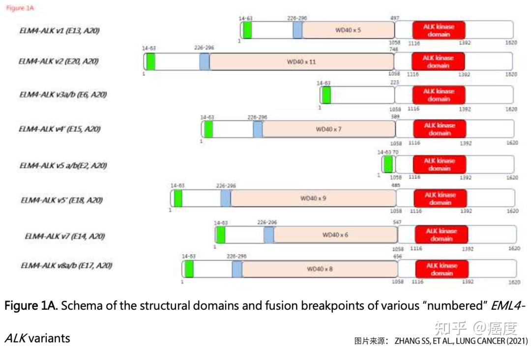 ALK基因突变也分三六九等，药物有效时间差别大 - 知乎