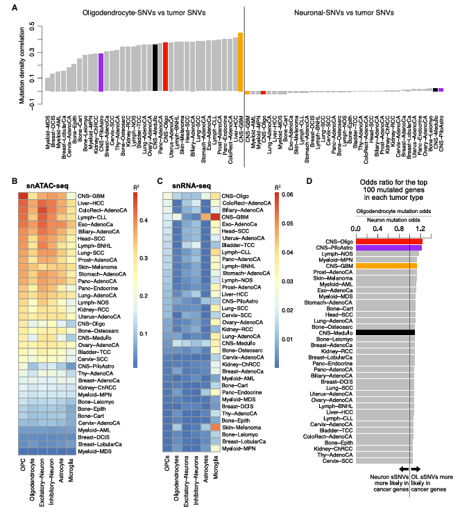 Cell | scWGS-seq＋snRNA-seq＋snATAC-seq—揭示人类不同的神经元和少突胶质细胞衰老体细胞突变模式 - 知乎