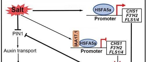 New Phytol.| 西南大学研究人员在生长素信号介导毛白杨的耐盐机制研究中取得新进展 - 知乎