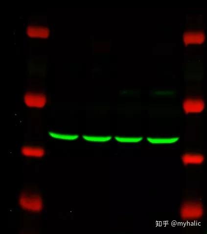 WB图片处理-教你利用PPT做出漂亮的WB图片！ - 知乎