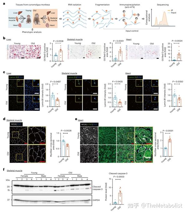 代谢学人——Nature Aging：m6A解开衰老之谜 - 知乎